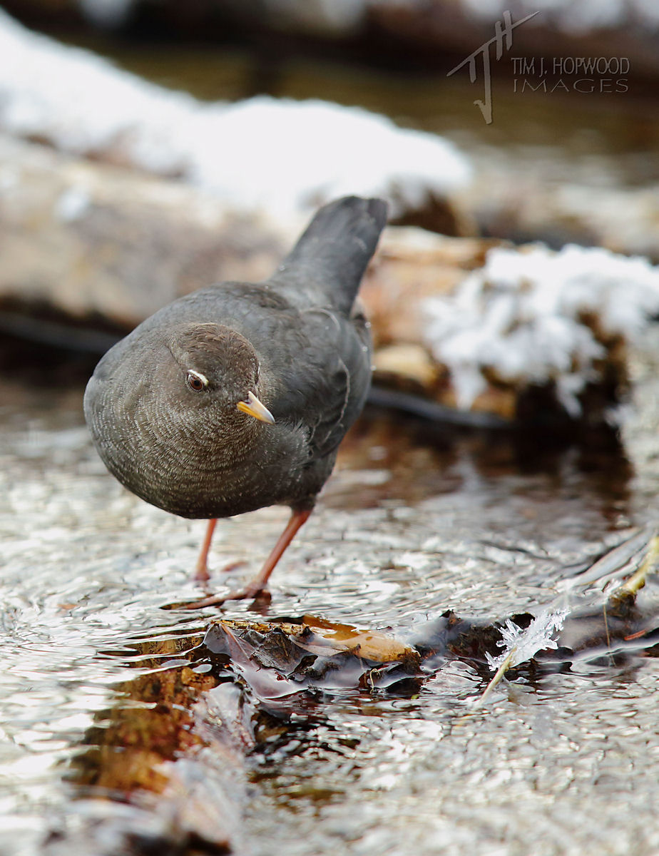 The American Dipper A Photo Essay Bird Canada