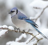 Birds of Prince Edward Island - Bird Canada