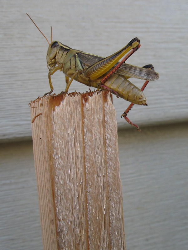 That's a BIG Bug! - Bird Canada