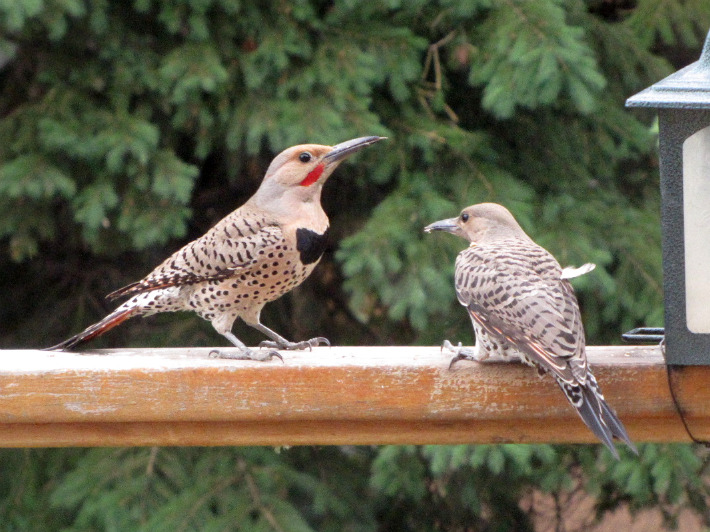 Wednesday Wings: A Big Baby - Bird Canada