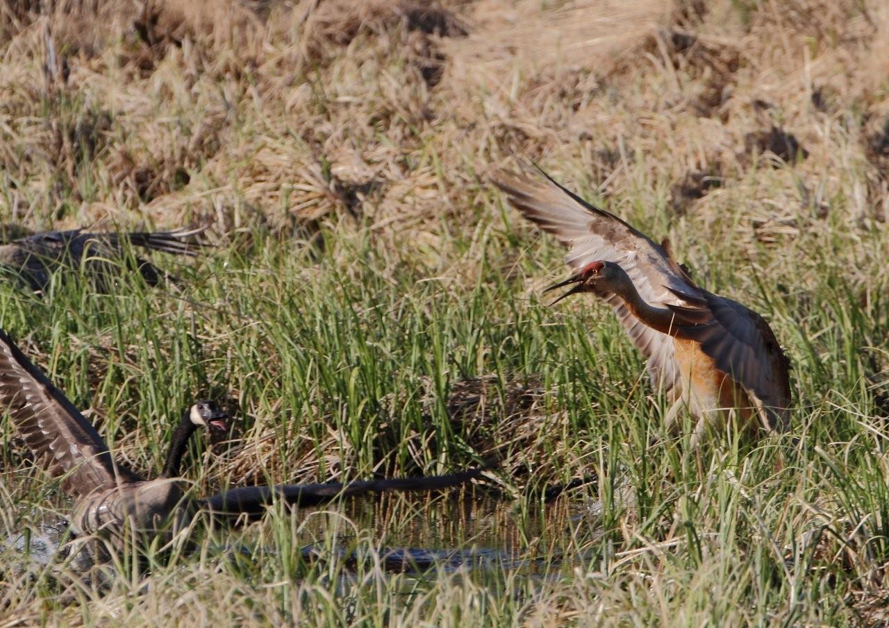 Showcase: Sandhill Cranes - Bird Canada