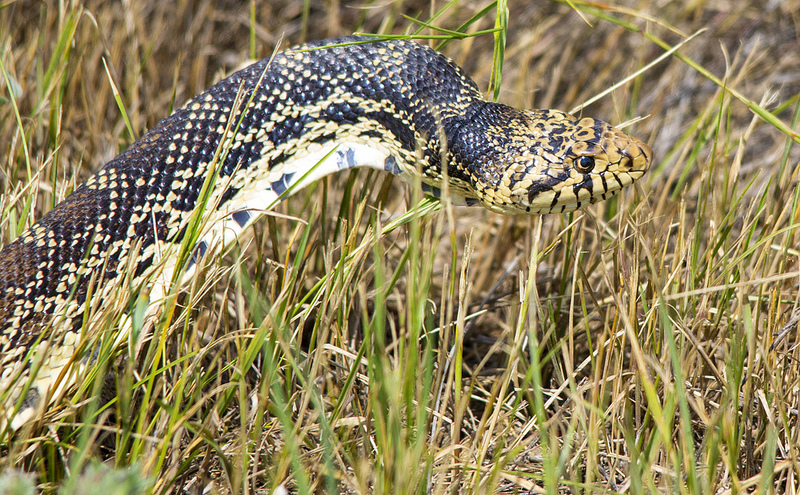 Memories of Summer in Southern Alberta - Bird Canada