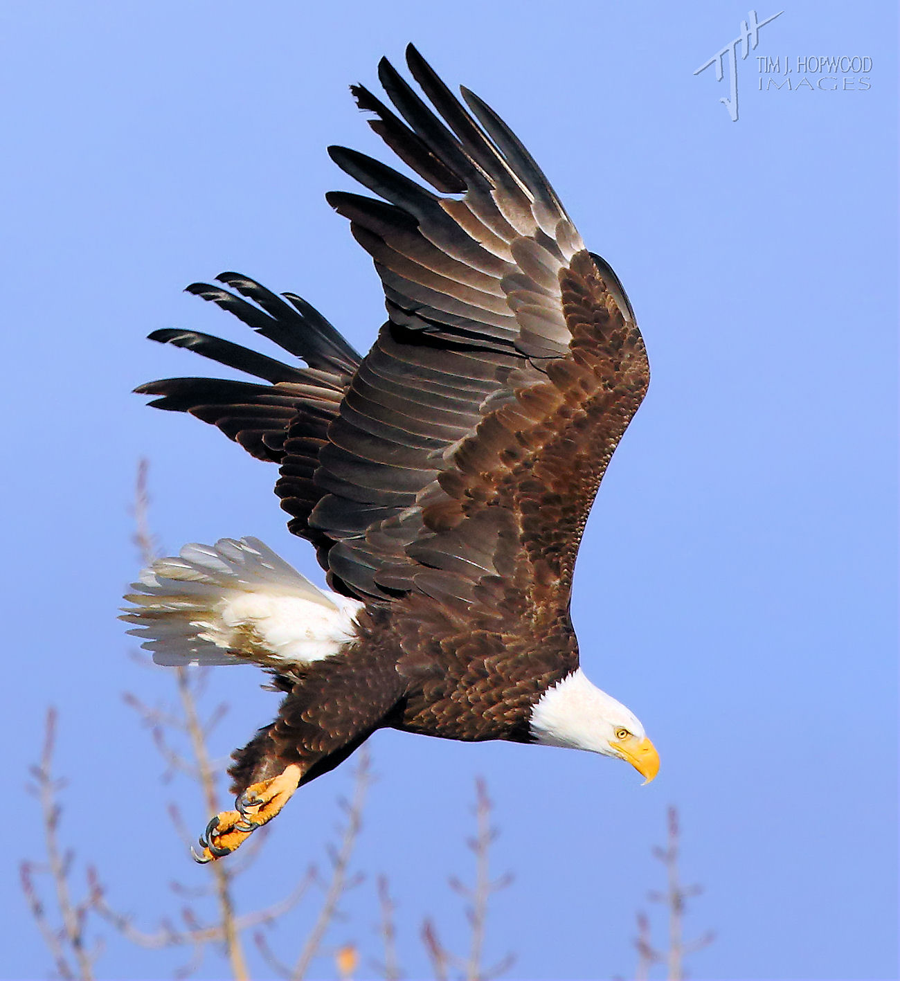Early winter birding in Calgary - Bird Canada
