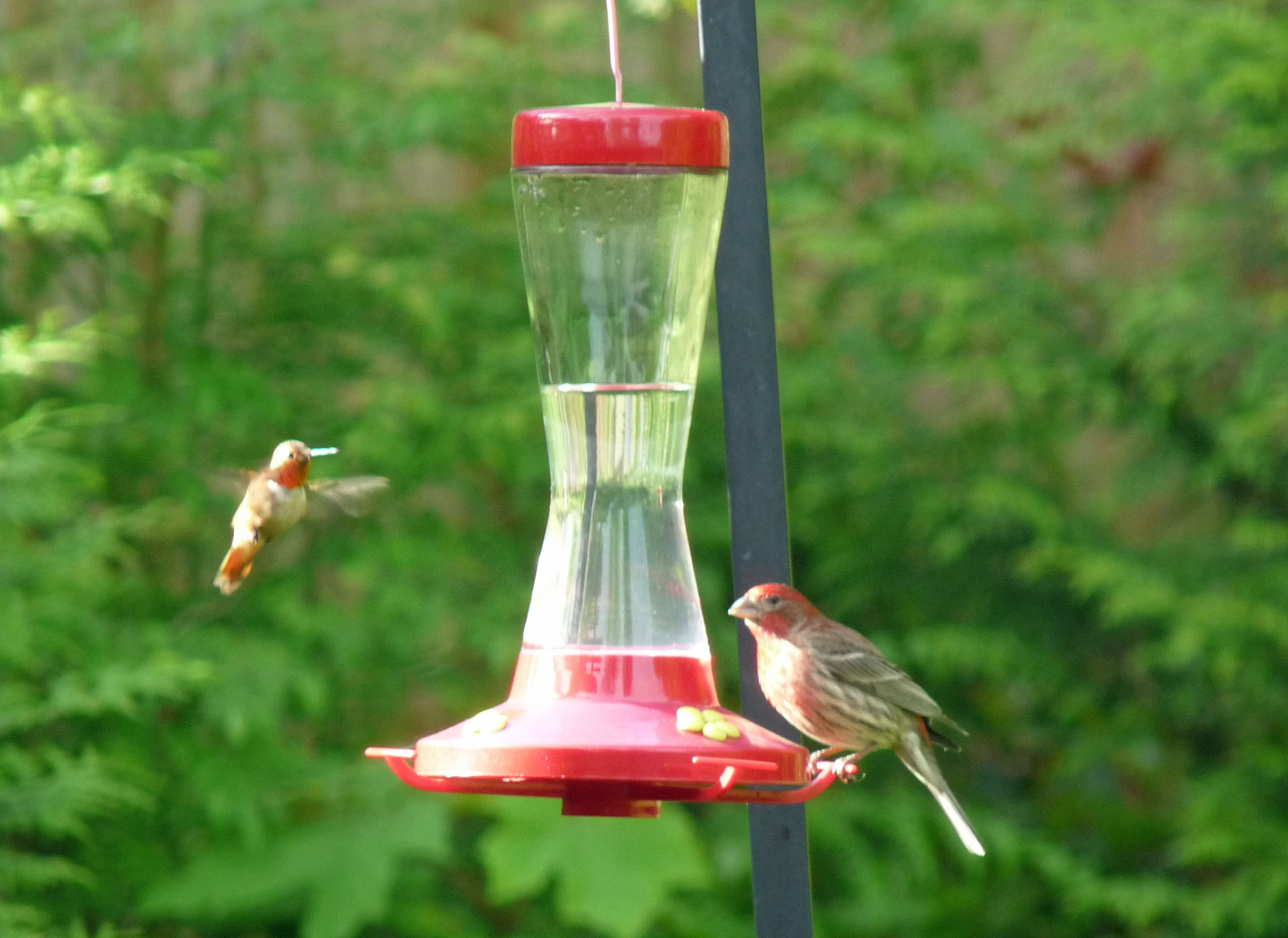 Bird Canada - Page 23 of 70 - A voice for the northern bird