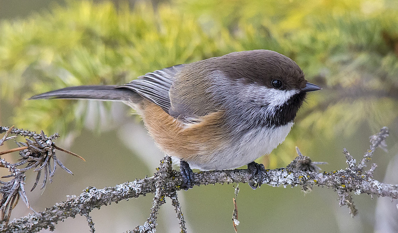 A fond farewell to Alberta's Winter Birds - Bird Canada