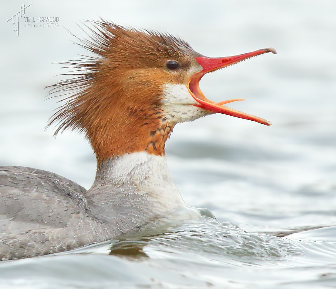 Common Mergansers - A Closer Look - Bird Canada