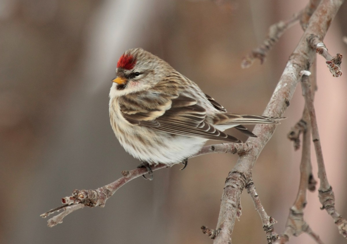 What, if Anything, is a Hoary Redpoll? - Bird Canada