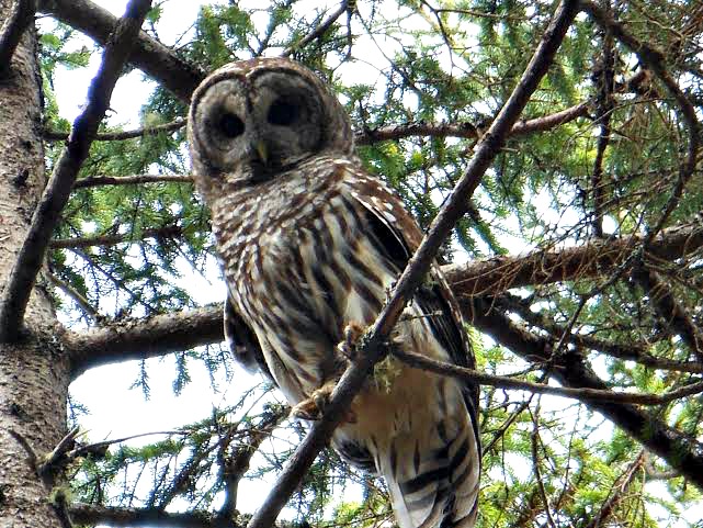 Nova Scotia Barred Owl - Bird Canada