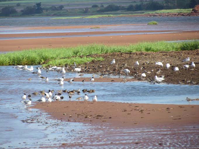 Welcome to Prince Edward Island Birding! - Bird Canada