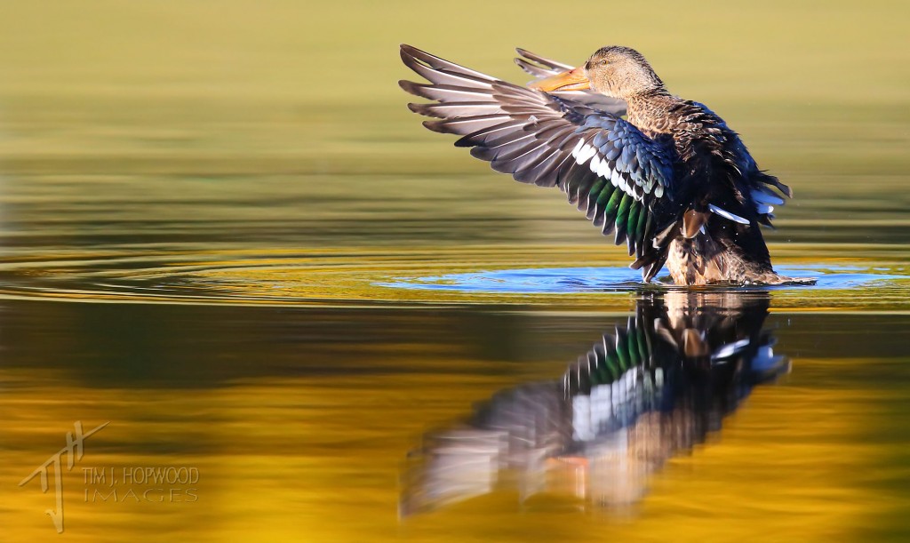 Fall Splendour - enhancing your bird photography with autumnal colours ...