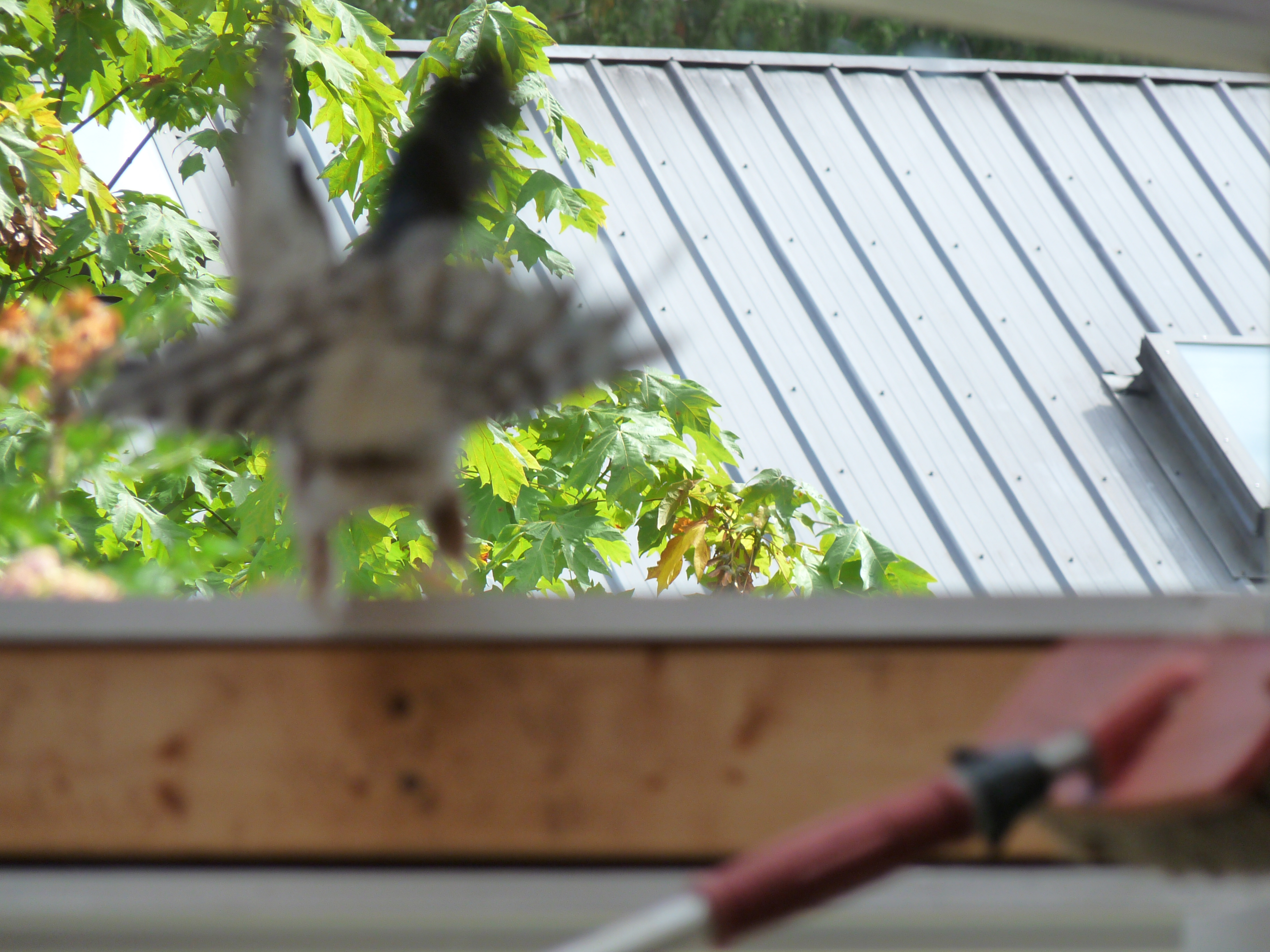 Trapped! - Bird Canada