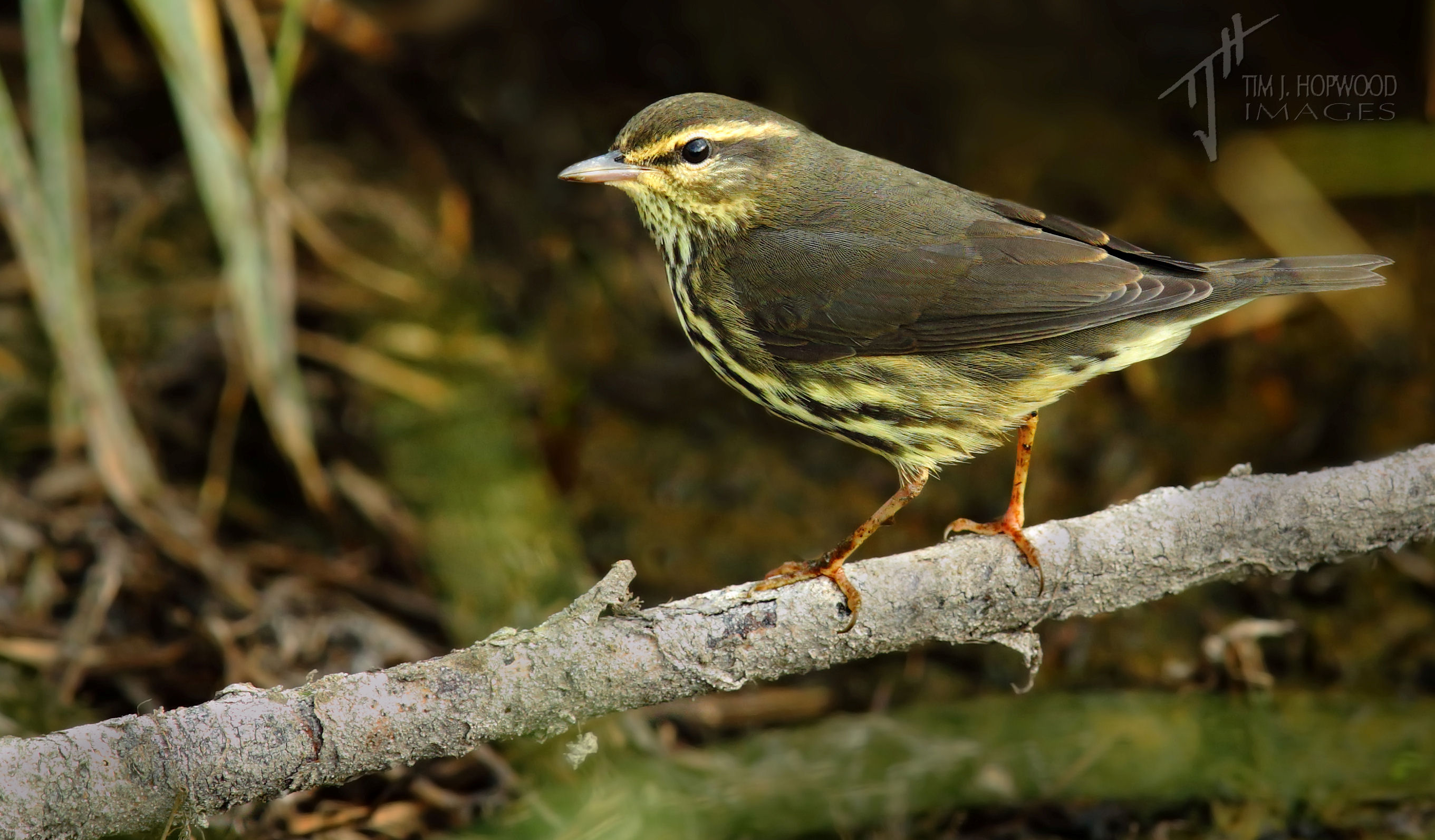 Bird Canada - Page 17 of 70 - A voice for the northern bird