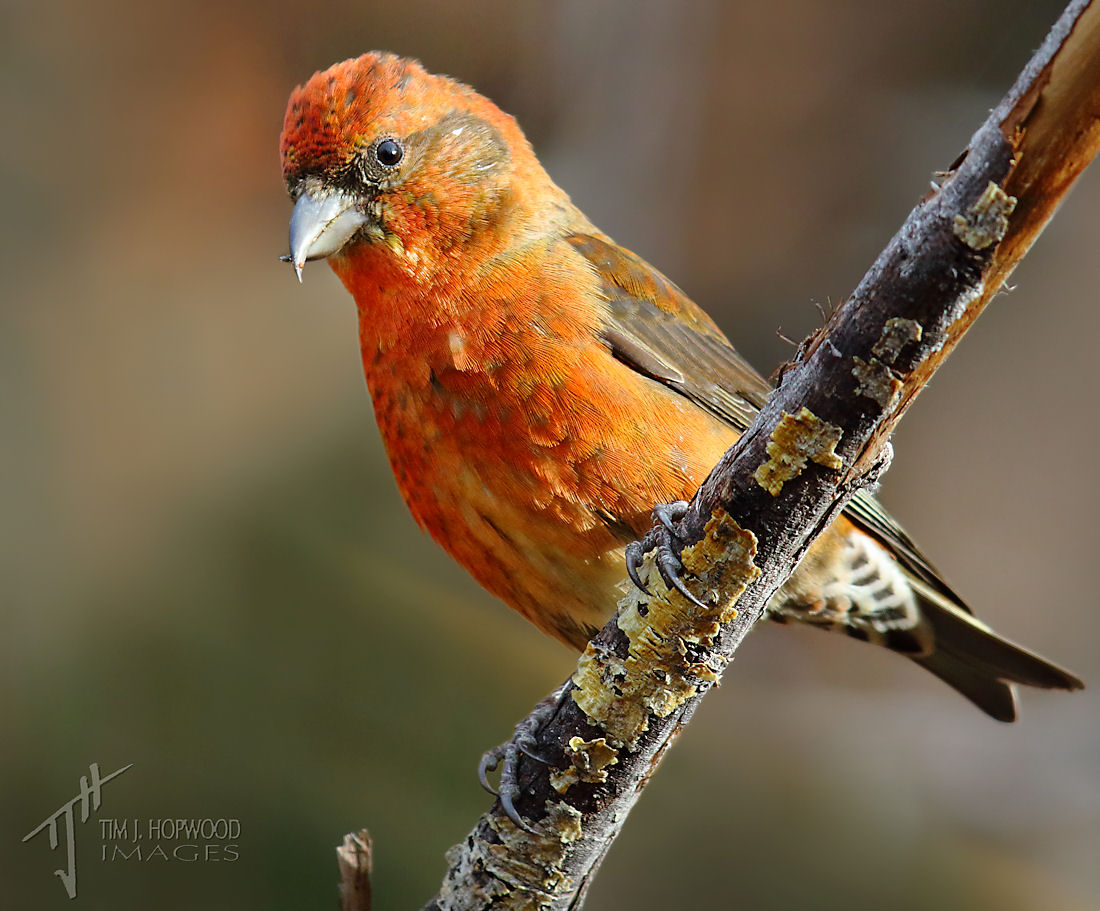 Birding Calgary and area in late Fall - Bird Canada