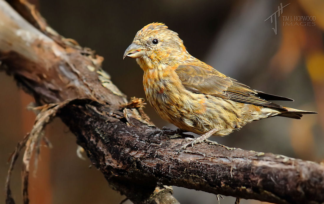Birding Calgary and area in late Fall - Bird Canada