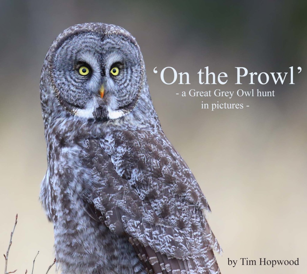 'On the Prowl'...a Great Grey Owl hunt in pictures - Bird Canada