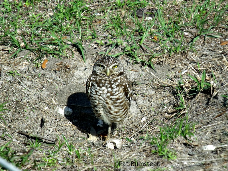 Endangered Burrowing Owls Given a Head Start - Bird Canada