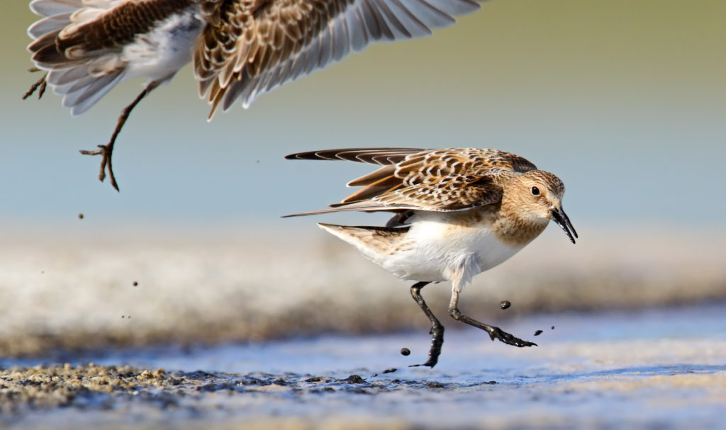 Shorebirds of southern Alberta - Fall 2016 - Bird Canada