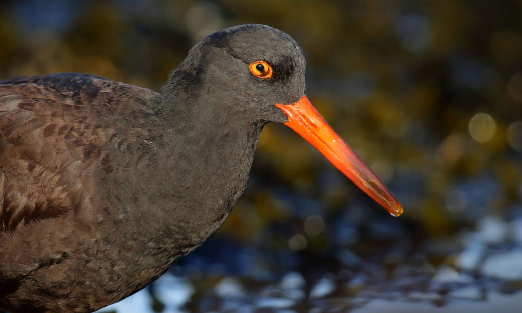 Postcard from Vancouver Island: birding around Victoria B.C. - Bird Canada