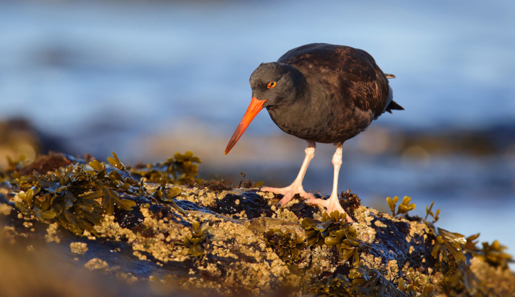 Postcard from Vancouver Island: birding around Victoria B.C. - Bird Canada