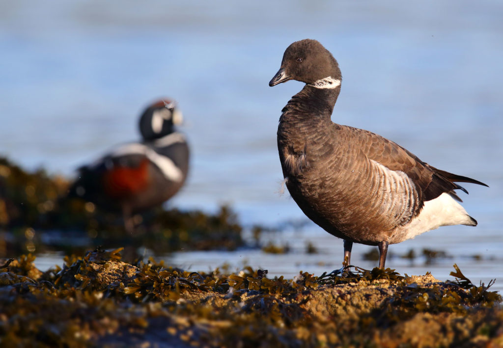 Postcard from Vancouver Island: birding around Victoria B.C. - Bird Canada
