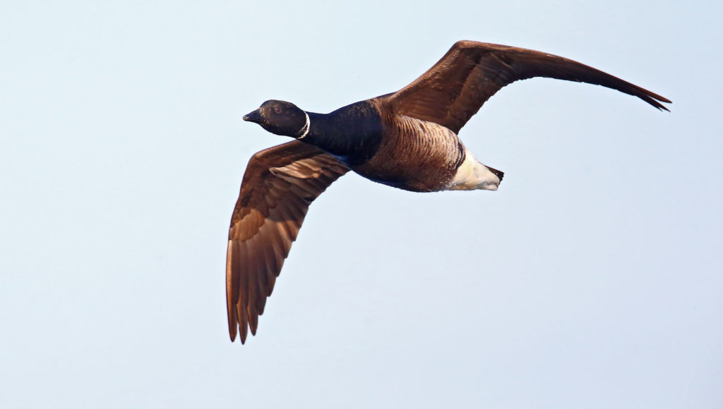 Postcard from Vancouver Island: birding around Victoria B.C. - Bird Canada