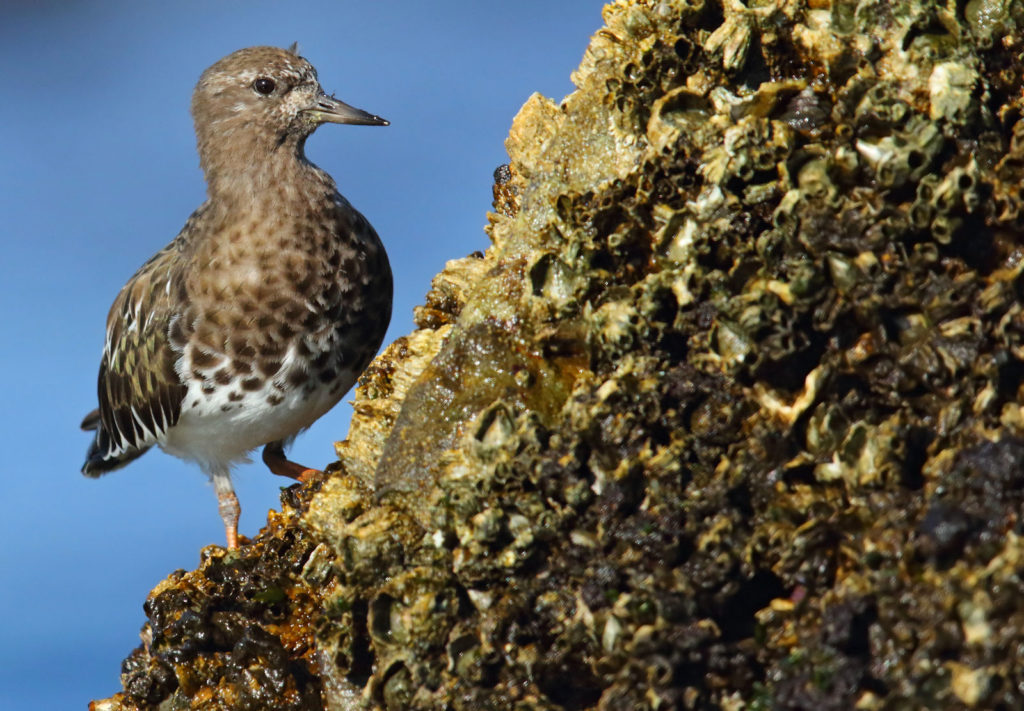 Postcard from Vancouver Island: birding around Victoria B.C. - Bird Canada
